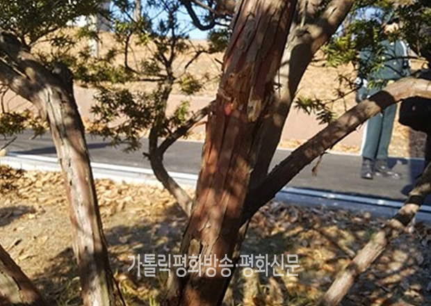 cpbc News : 송영무 "JSA 경비대대 판단 적절"…北 도발 가능성은?