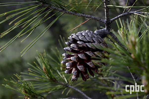 cpbc News : 사라져가는 소나무